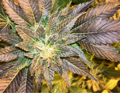 Medusa Weed Strain Information | Leafly