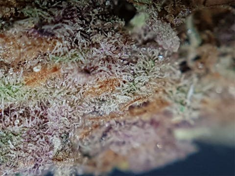 Mendocino Purps aka Mendo Purps, Purple Mendocino Weed Strain ...