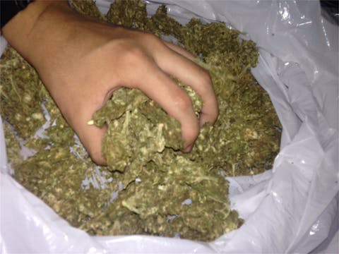 Mexican Sativa Weed Strain Information | Leafly