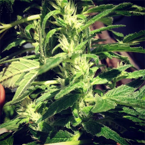 Mexican Sativa Weed Strain Information | Leafly