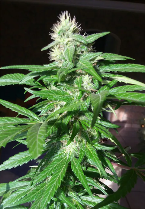 Mexican aka Mexico Weed Strain Information | Leafly