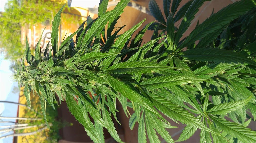 Photos of Mexican Weed Strain Buds | Leafly