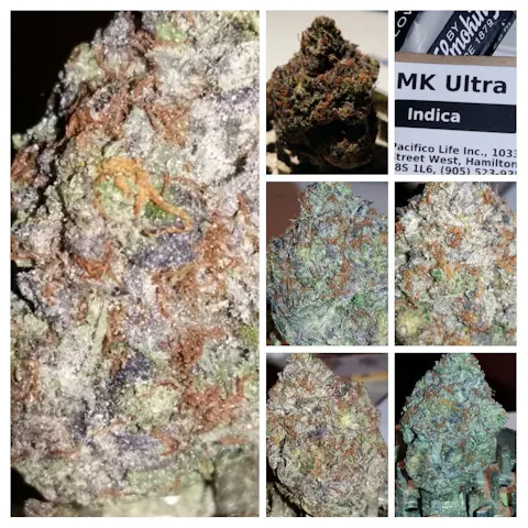 MK Ultra aka MK Ultra OG, MKU Weed Strain Information | Leafly