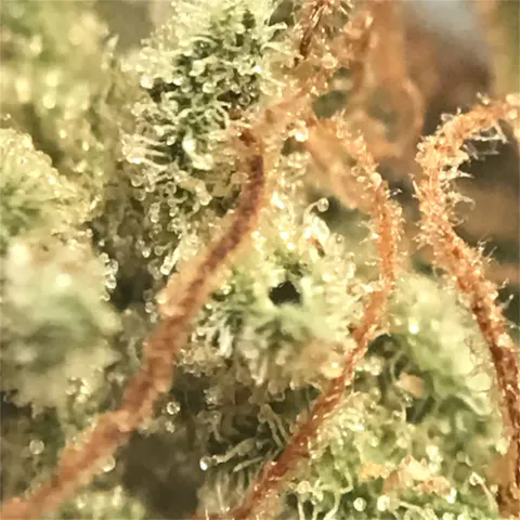 MK Ultra aka MK Ultra OG, MKU Weed Strain Information | Leafly