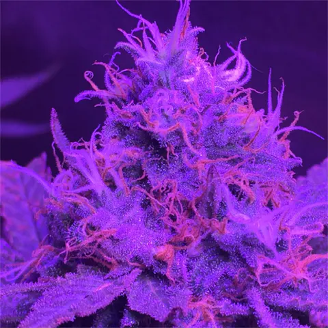 Money Maker aka Money Bush, Money Kush Weed Strain Information | Leafly