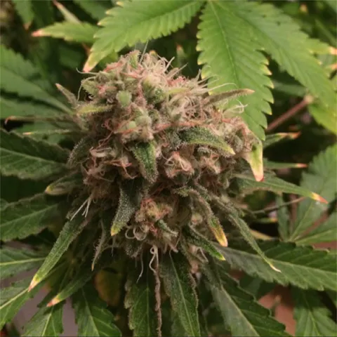 Money Maker aka Money Bush, Money Kush Weed Strain Information | Leafly