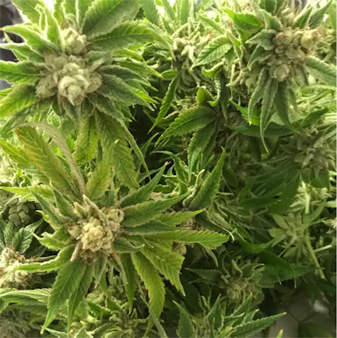 Money Maker aka Money Bush, Money Kush Weed Strain Information | Leafly