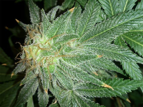 Monkey Paw aka Monkey Paws Weed Strain Information | Leafly