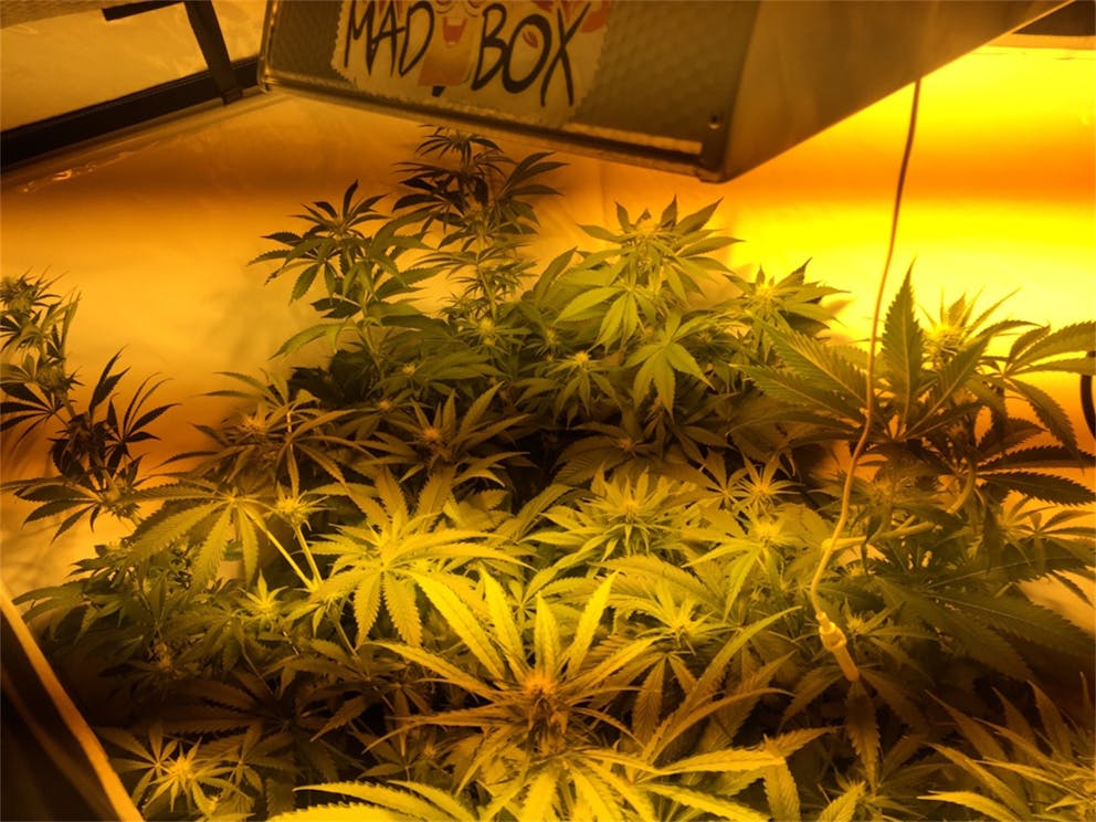 Photos of Nebula 2 Weed Strain Buds | Leafly