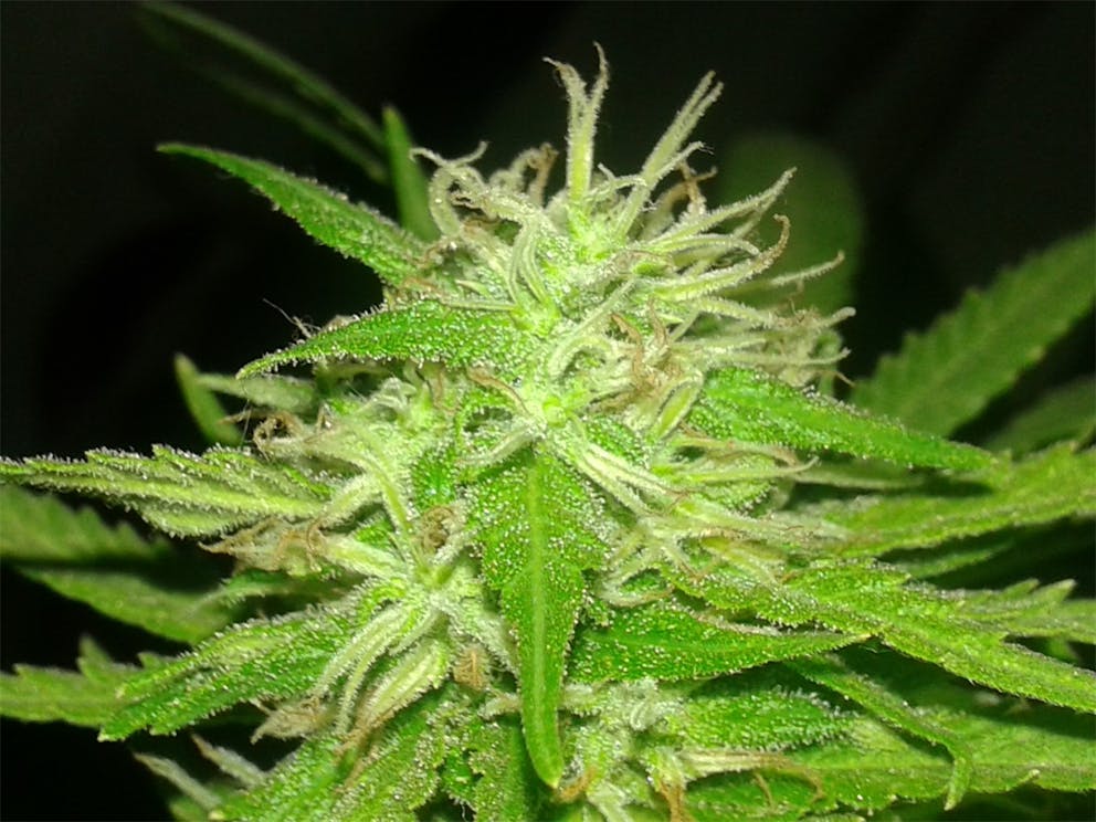 Photos of Nebula Weed Strain Buds | Leafly