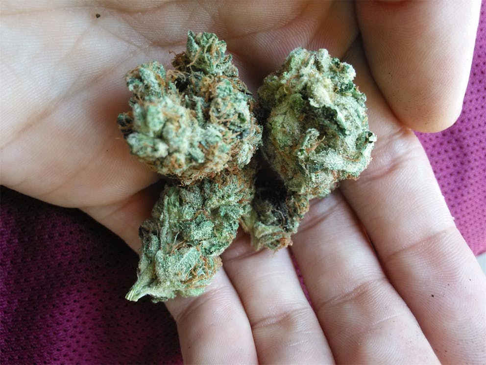 Photos of Neptune OG Weed Strain Buds | Leafly