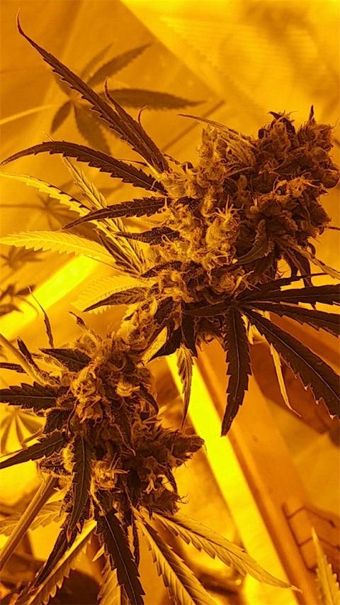 Northern Lights #5 x Haze Weed Strain Information | Leafly