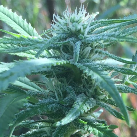 Northern Lights aka NL Weed Strain Information | Leafly