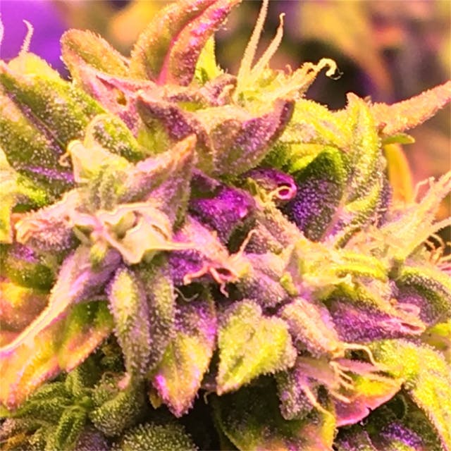 Photos of OG Kush Weed Strain Buds | Leafly