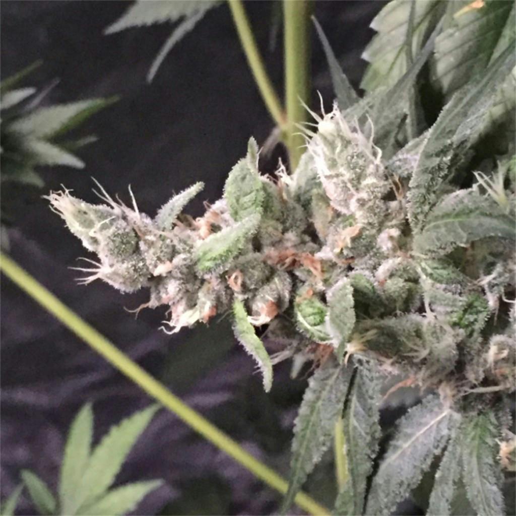 OG Kush aka Premium OG Kush Weed Strain Information | Leafly