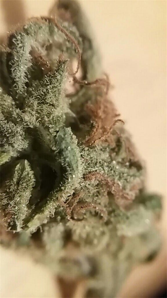 Photos of OG Kush Weed Strain Buds | Leafly