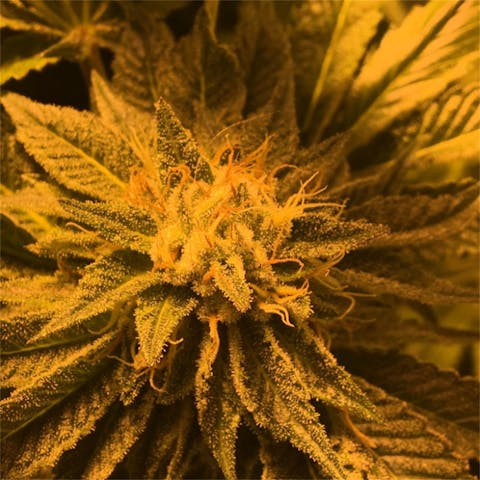 LA Affie aka OG LA Affie, Afghan Bombay Kush Weed Strain Information ...