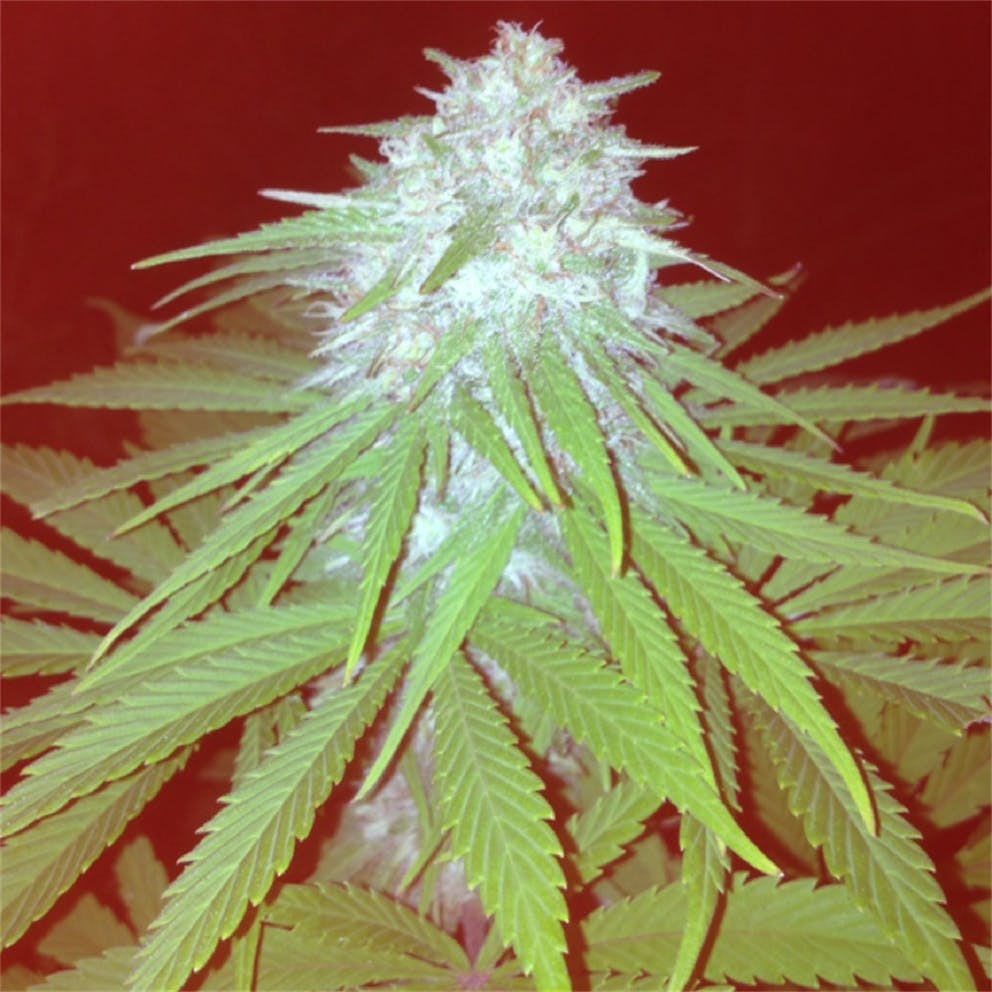 Photos of OG Shark Weed Strain Buds | Leafly