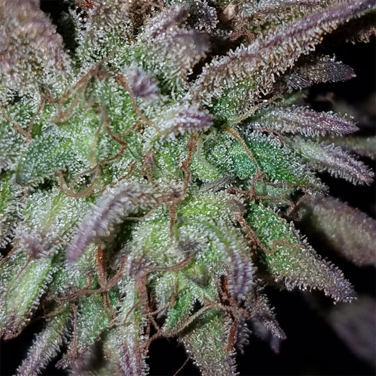 Photos of Old Toby Weed Strain Buds | Leafly