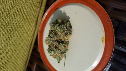 Omega Weed Strain Information | Leafly