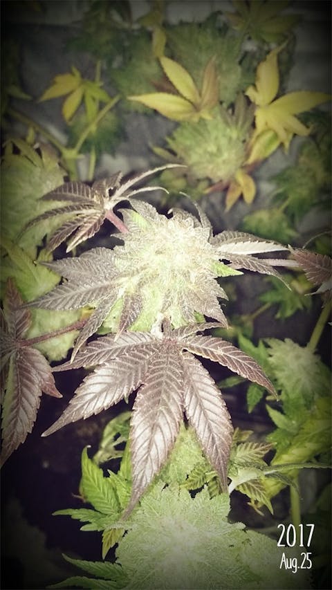 Orange Bud Weed Strain Information | Leafly