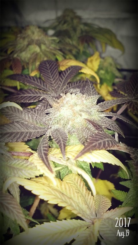 Orange Bud Weed Strain Information | Leafly