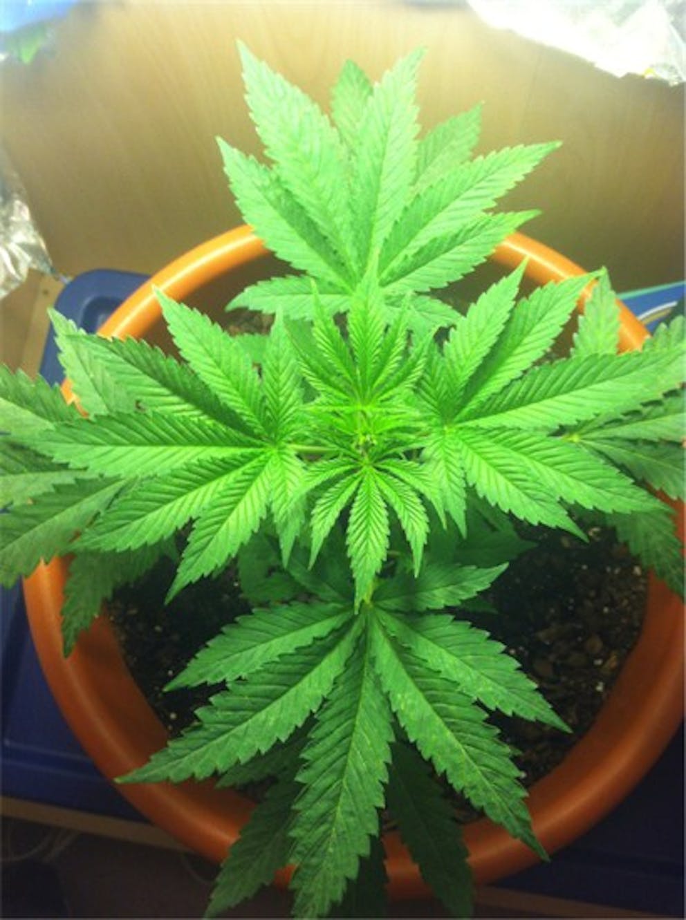 Photos of Outer Space Weed Strain Buds | Leafly