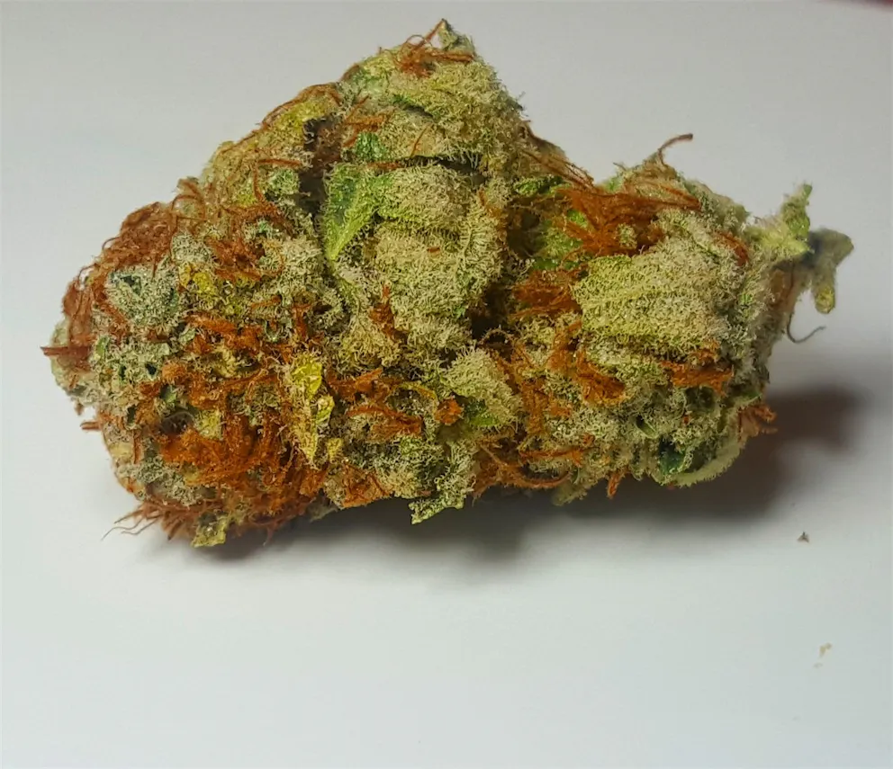 Photos of Pacific Blue Weed Strain Buds | Leafly