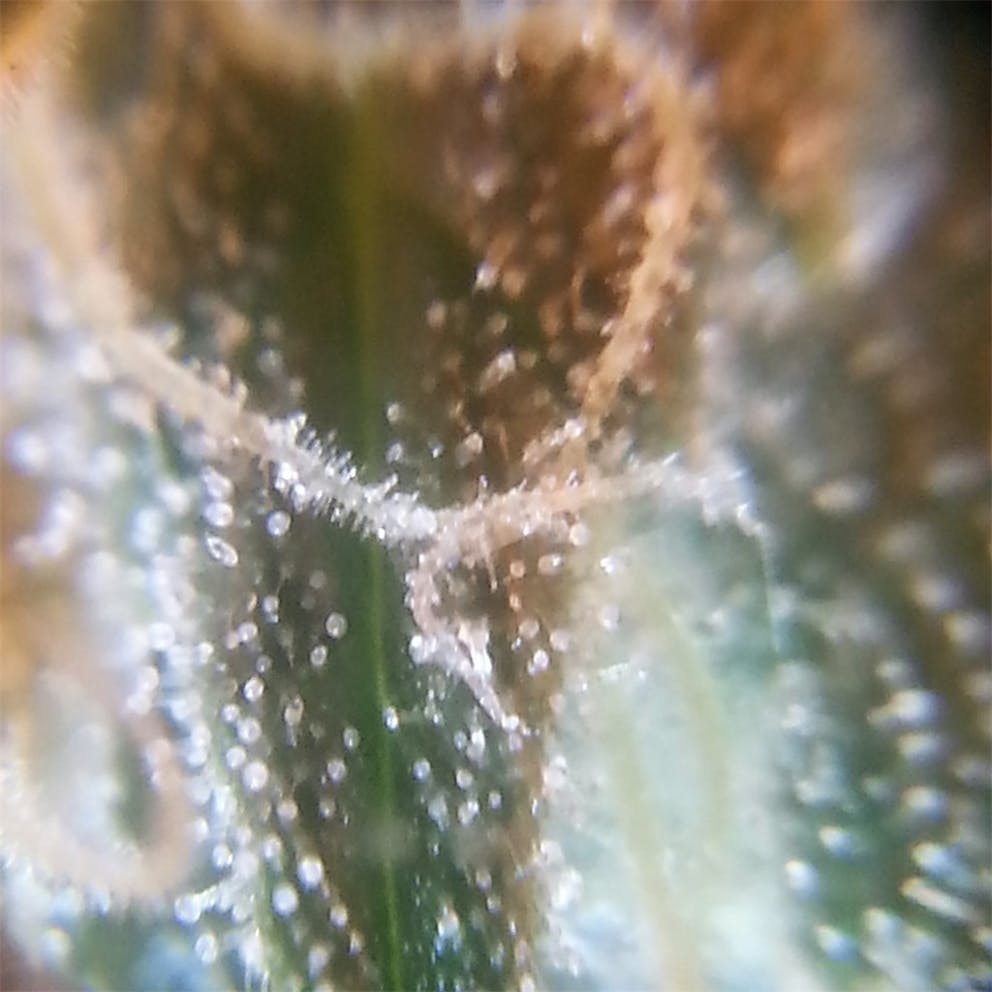 Photos of Panama Red Weed Strain Buds | Leafly