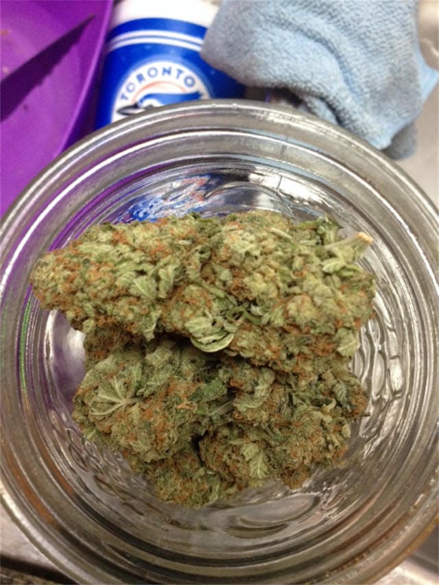 Photos of Panama Red Weed Strain Buds | Leafly