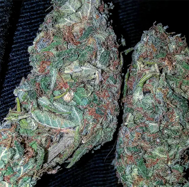 Photos of Panama Red Weed Strain Buds | Leafly