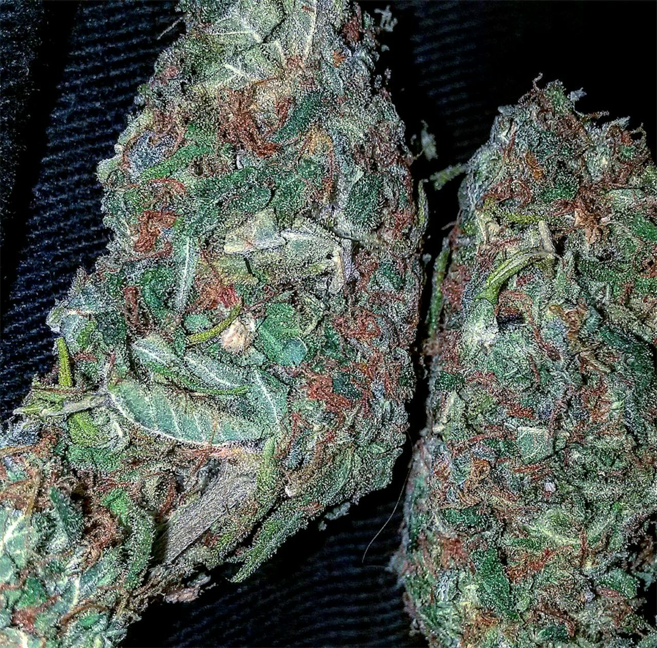 Photos of Panama Red Weed Strain Buds | Leafly