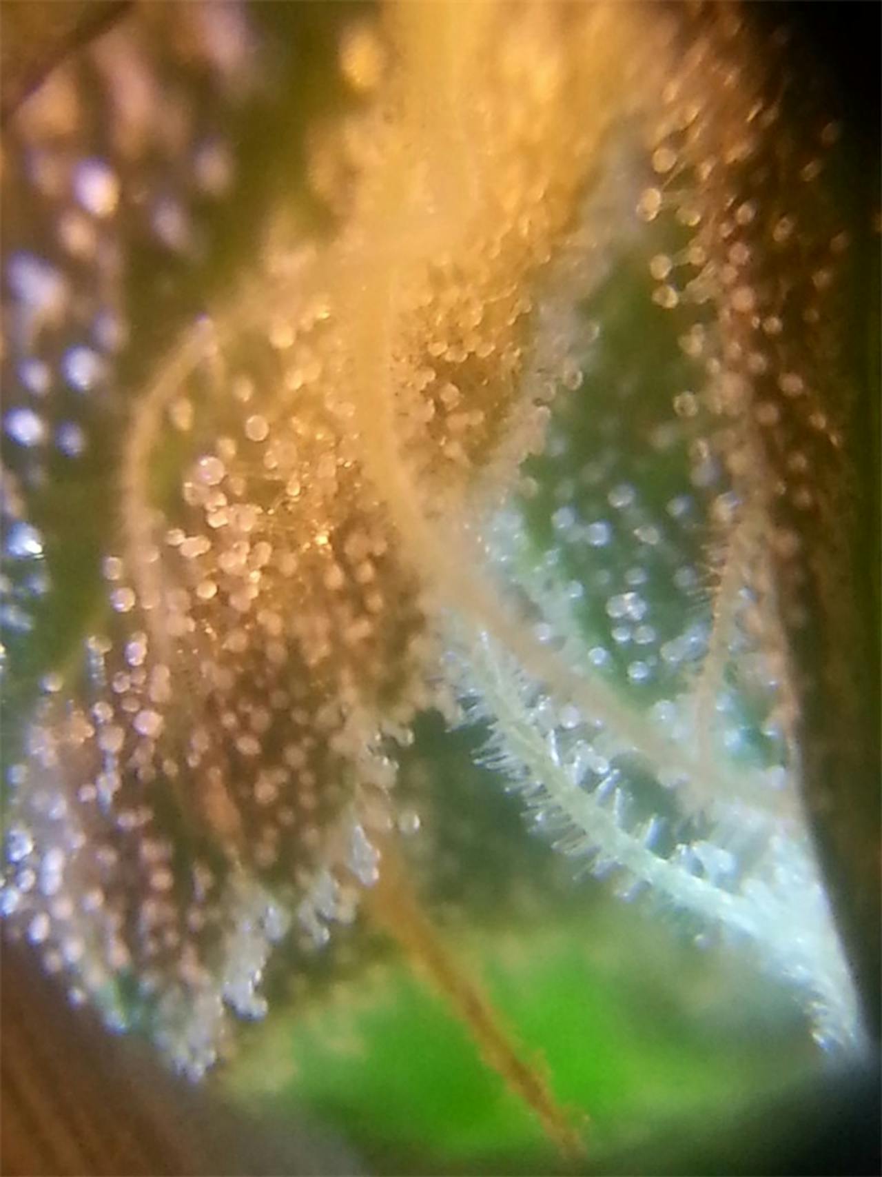 Photos of Panama Red Weed Strain Buds | Leafly