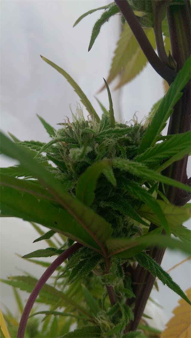 Photos of Panama Red Weed Strain Buds | Leafly