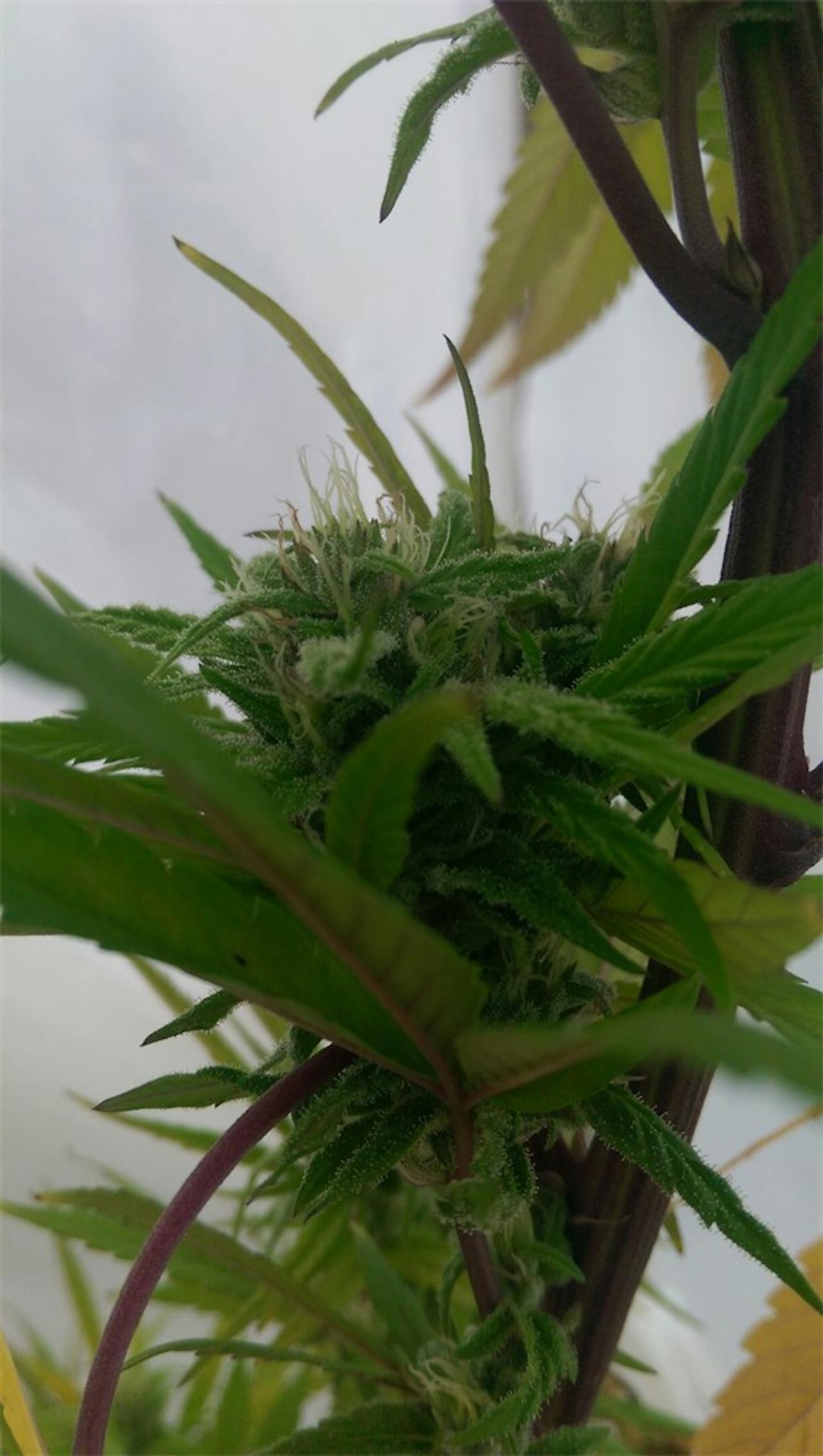 Photos of Panama Red Weed Strain Buds | Leafly