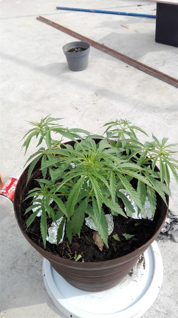 Photos of Panama Red Weed Strain Buds | Leafly