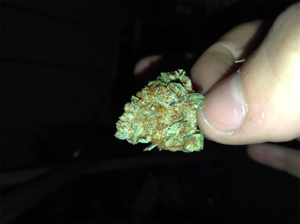 Photos of Panama Red Weed Strain Buds | Leafly