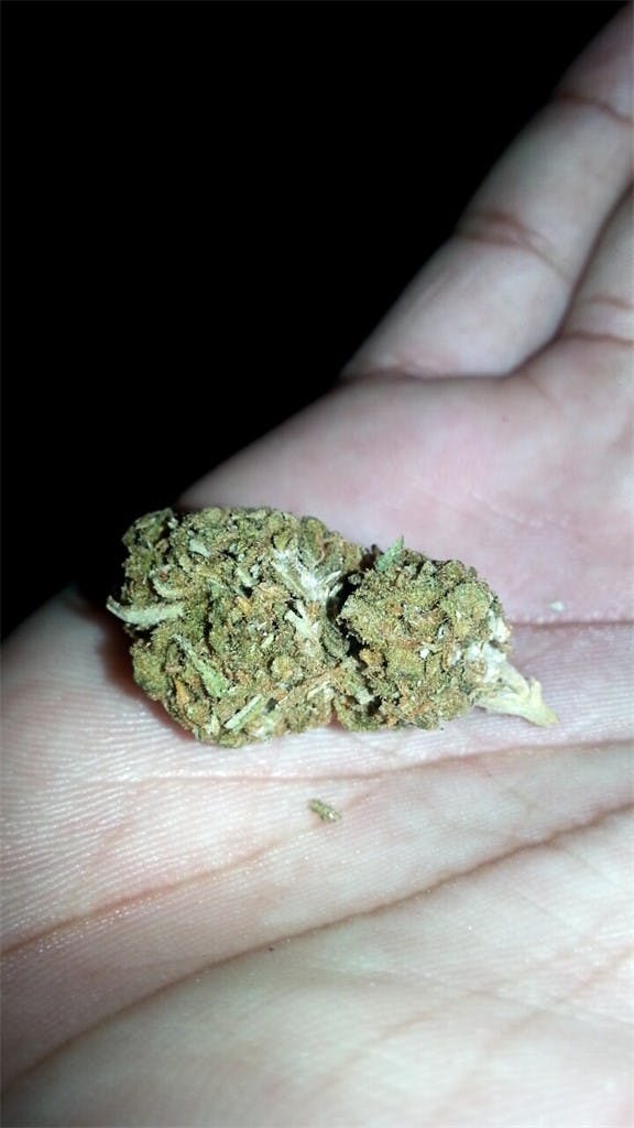 Photos of Panama Red Weed Strain Buds | Leafly