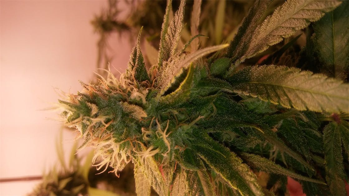 Photos of Peyote Cookies Weed Strain Buds | Leafly