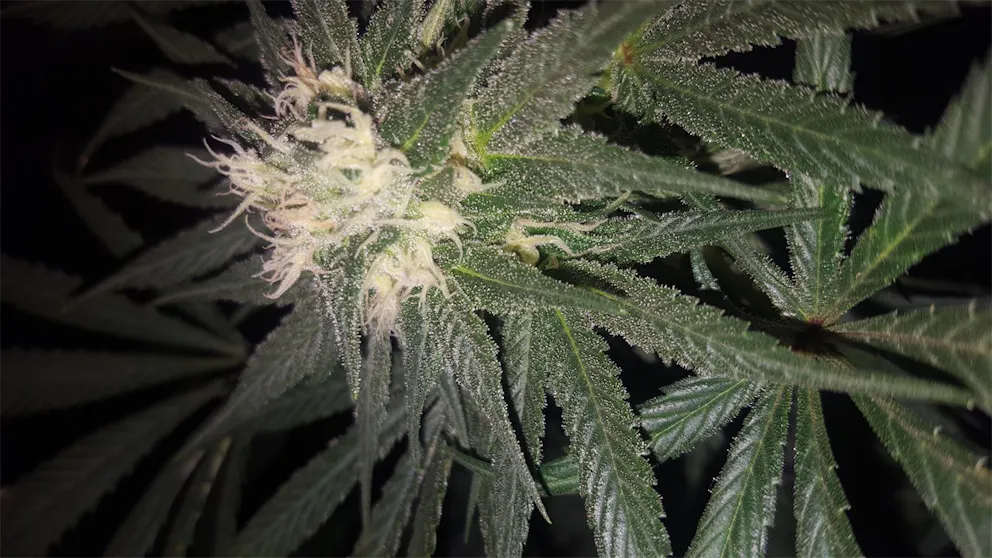 Photos of Pineapple Chunk Weed Strain Buds | Leafly