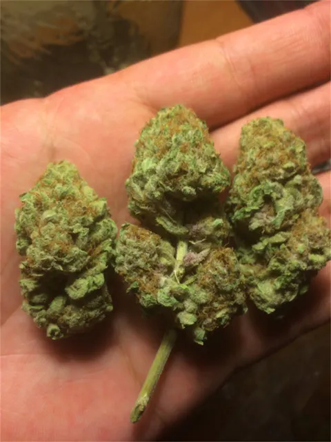 Pineapple Purple Skunk Weed Strain Information | Leafly