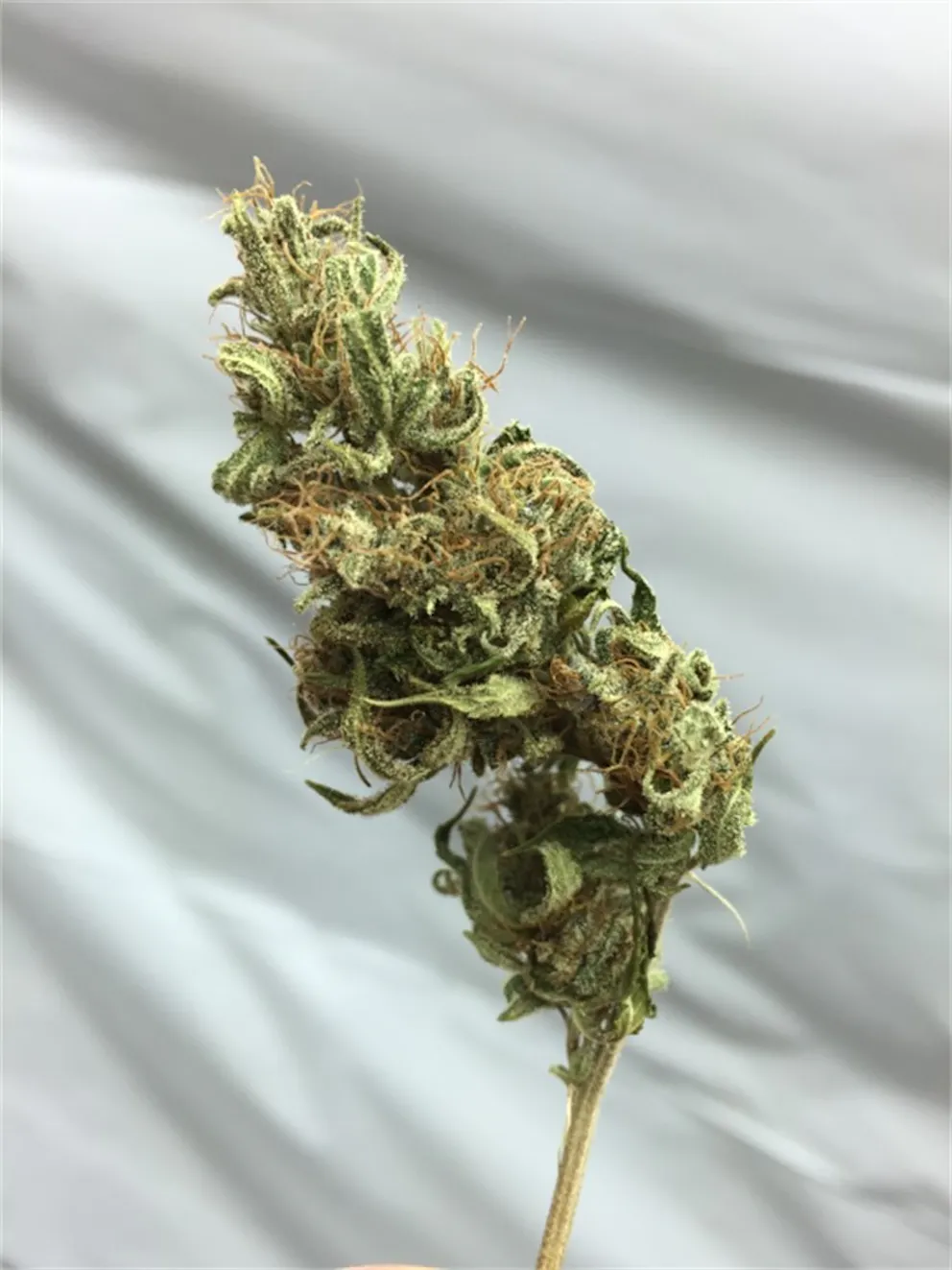 Photos of Pineapple Super Silver Haze Weed Strain Buds | Leafly