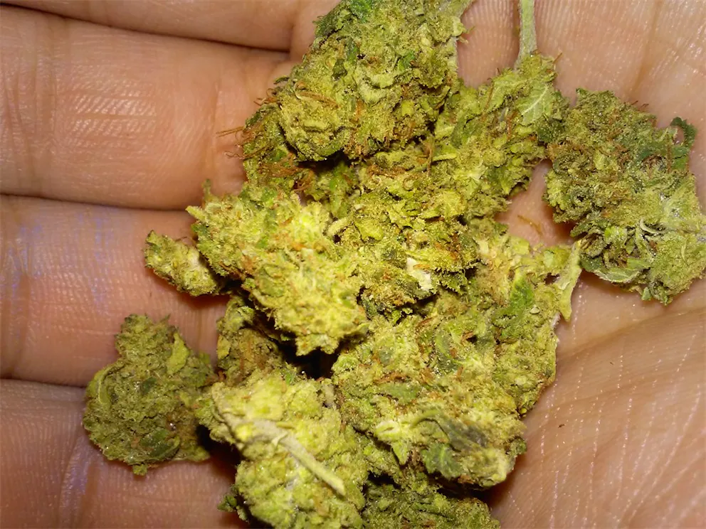 Photos of Pineapple Thai Weed Strain Buds | Leafly