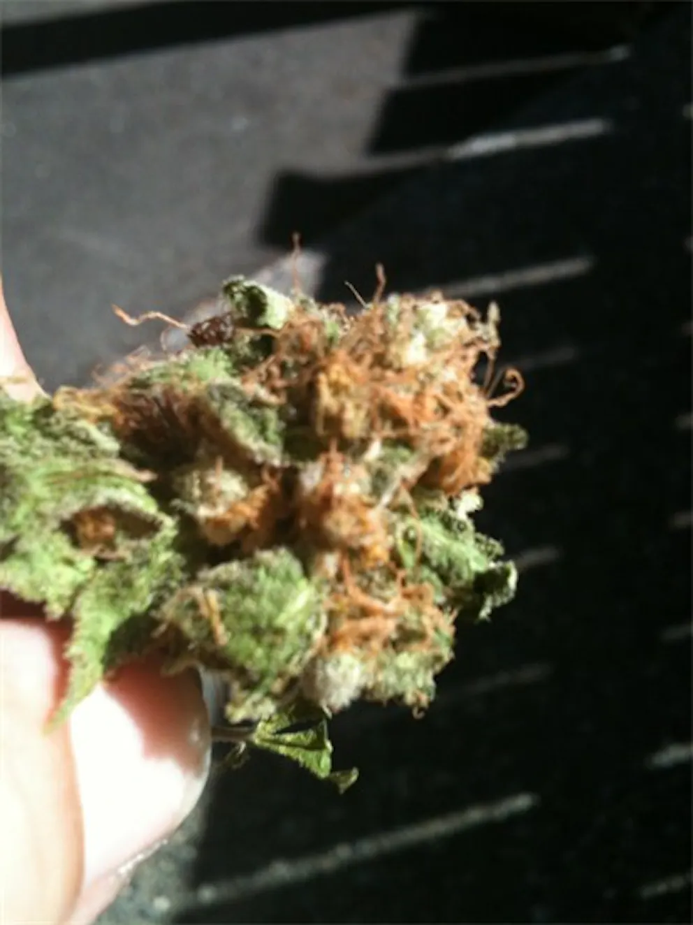 Photos of Pitbull Weed Strain Buds | Leafly