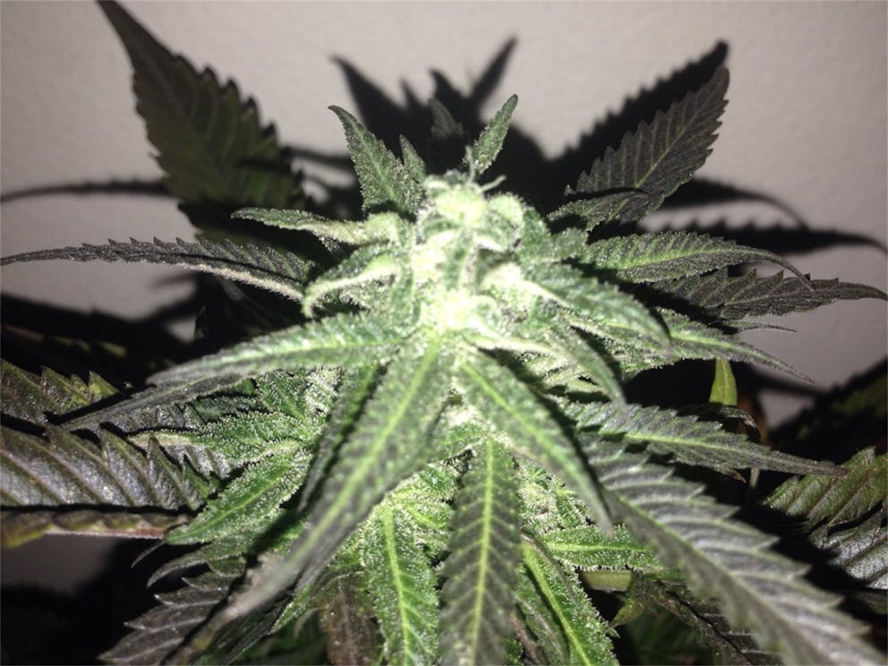 Photos of Pot of Gold Weed Strain Buds | Leafly