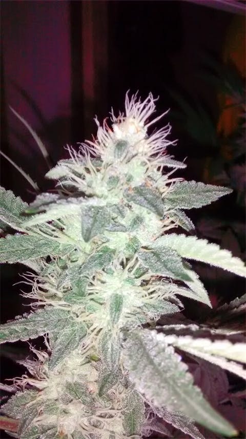 Power Kush Weed Strain Information | Leafly