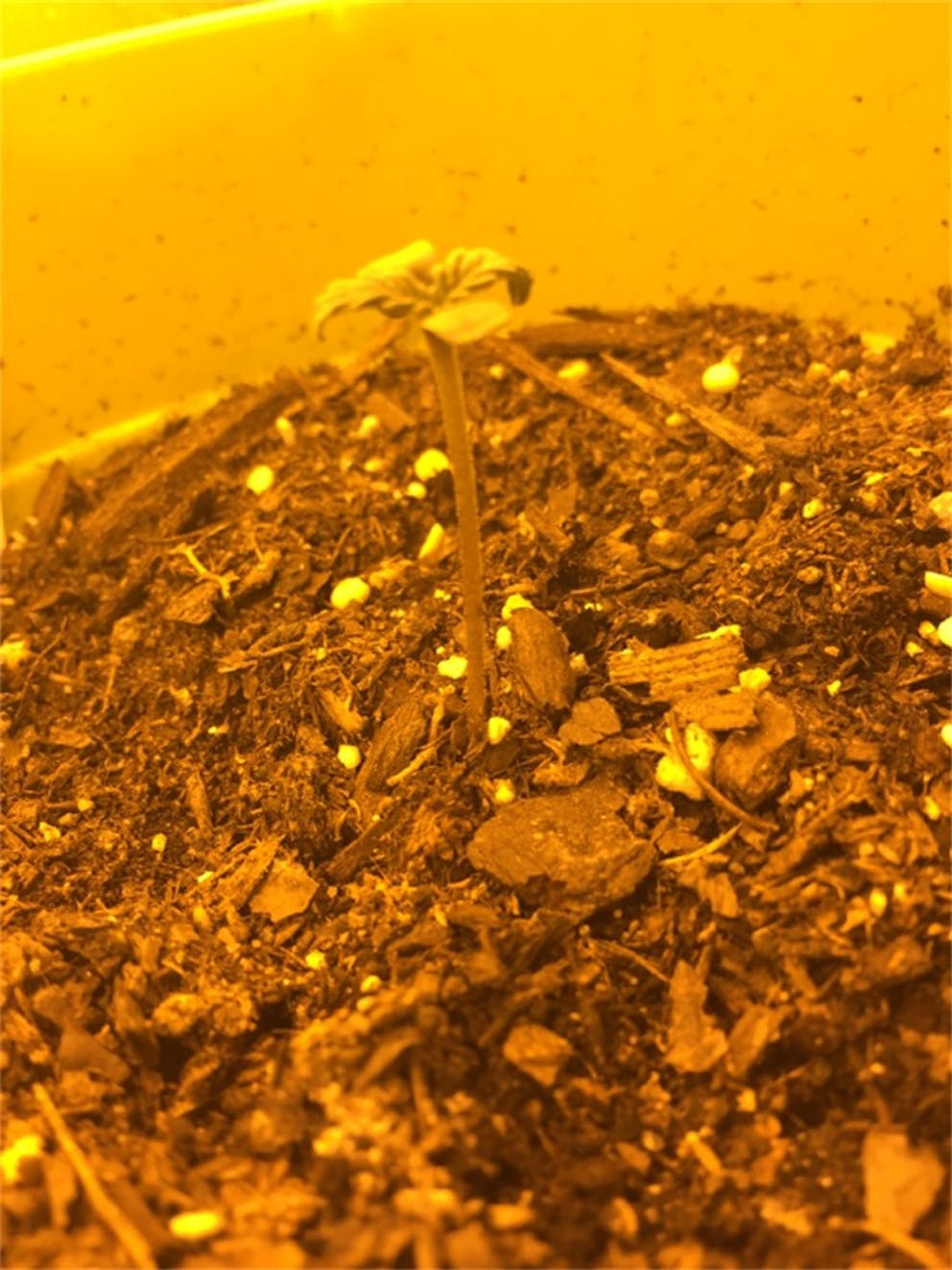 Photos of Purple Candy Weed Strain Buds | Leafly