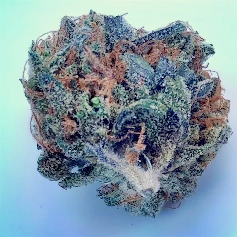 Purple Cheddar Weed Strain Information | Leafly