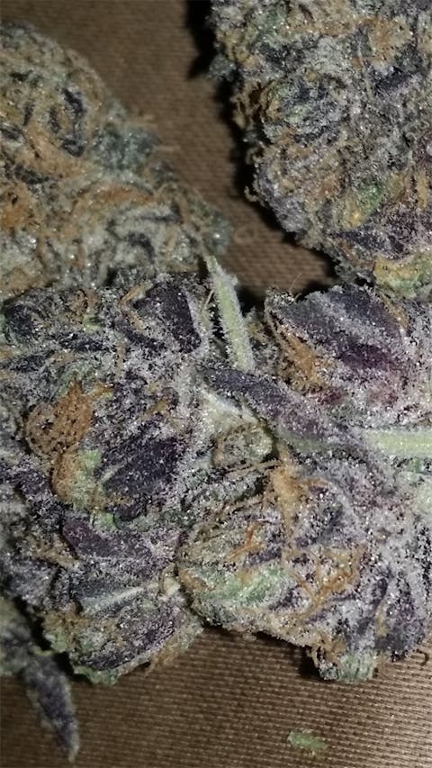 Purple Chemdawg aka Purple Chem, Purple Chemdog, P Dawg Weed Strain ...