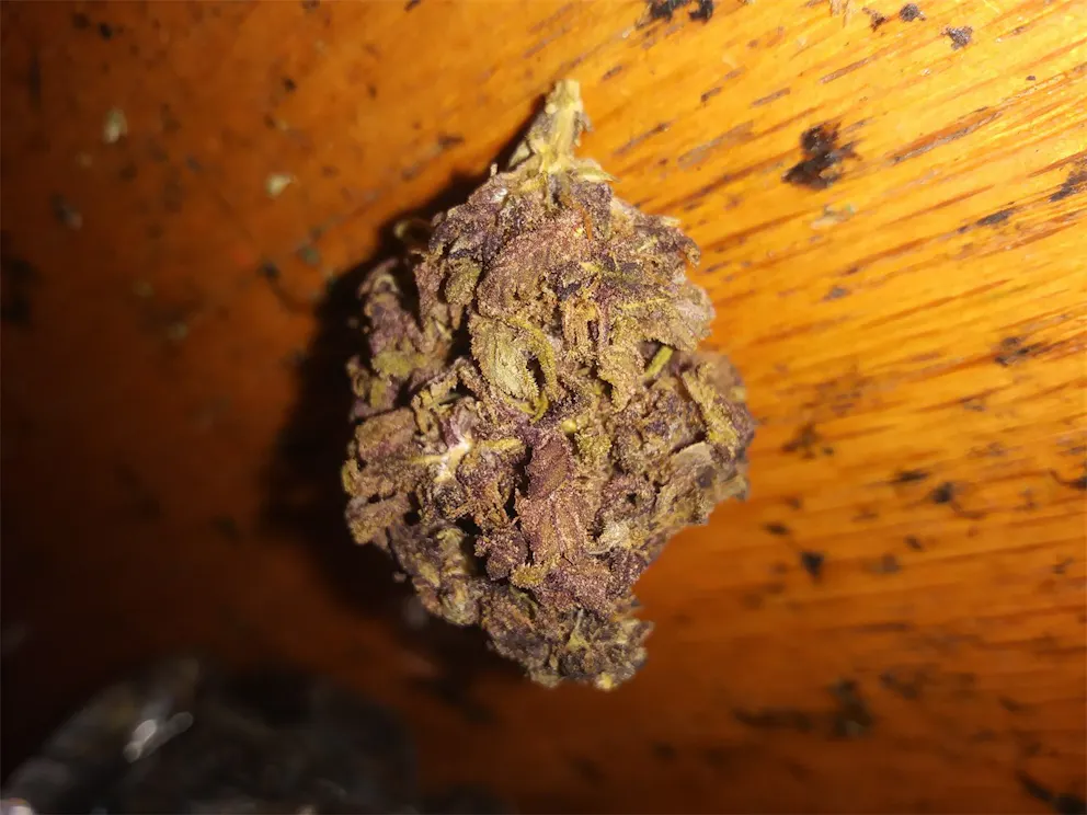 Photos of Purple Diesel Weed Strain Buds | Leafly